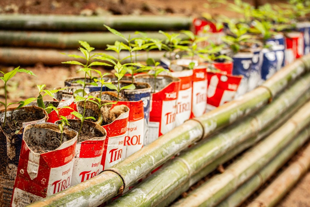 Viveiro Municipal de Volta Redonda recebeu mais de 1,7 mil mudas de ...