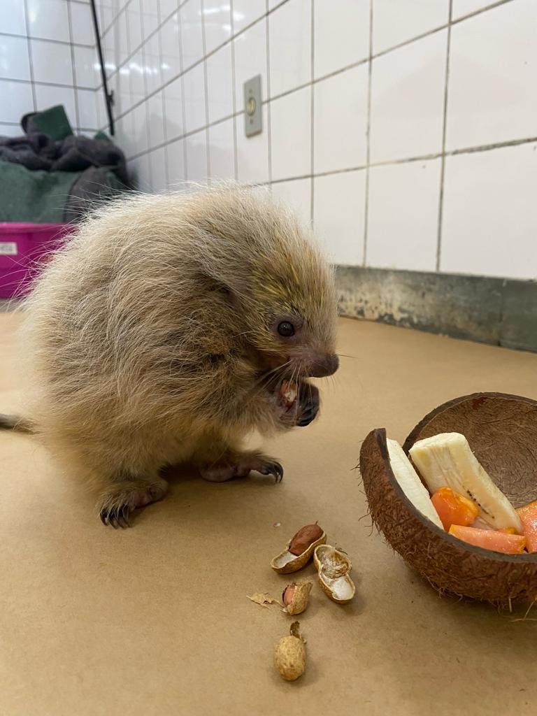 Equipe do Zoo-VR começa a reintegrar ouriço-cacheiro à natureza - A Voz ...
